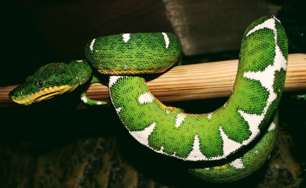 Learn More about Amazon Basin Emerald Tree Boas | Snake Country