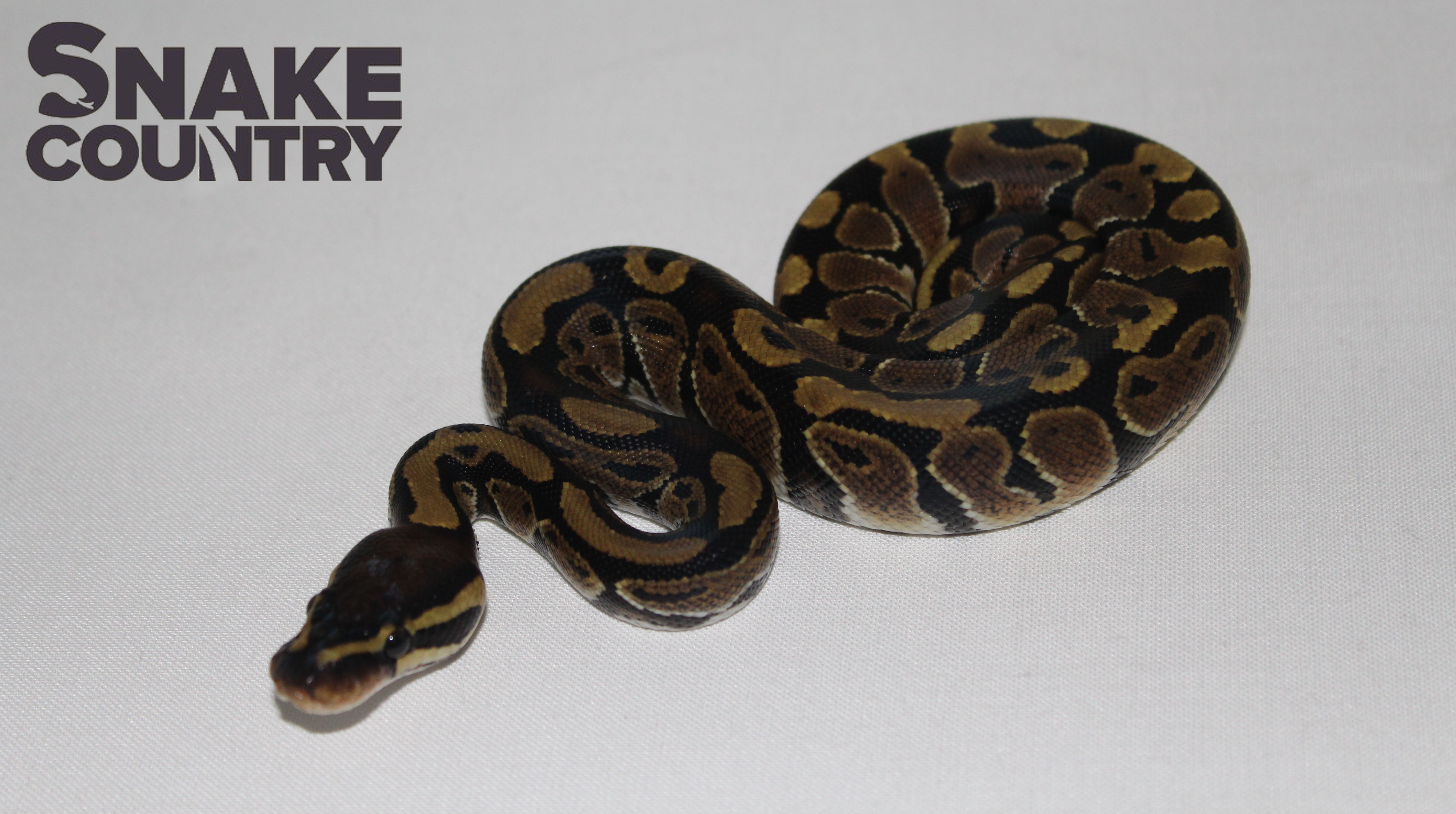 Boa Constrictors, Ball Pythons & Amazon Basins for Sale | Snake Country